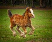 Rock Pointe Ranch | floral city, FL 34436