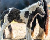 Rock Pointe Ranch | floral city, FL 34436